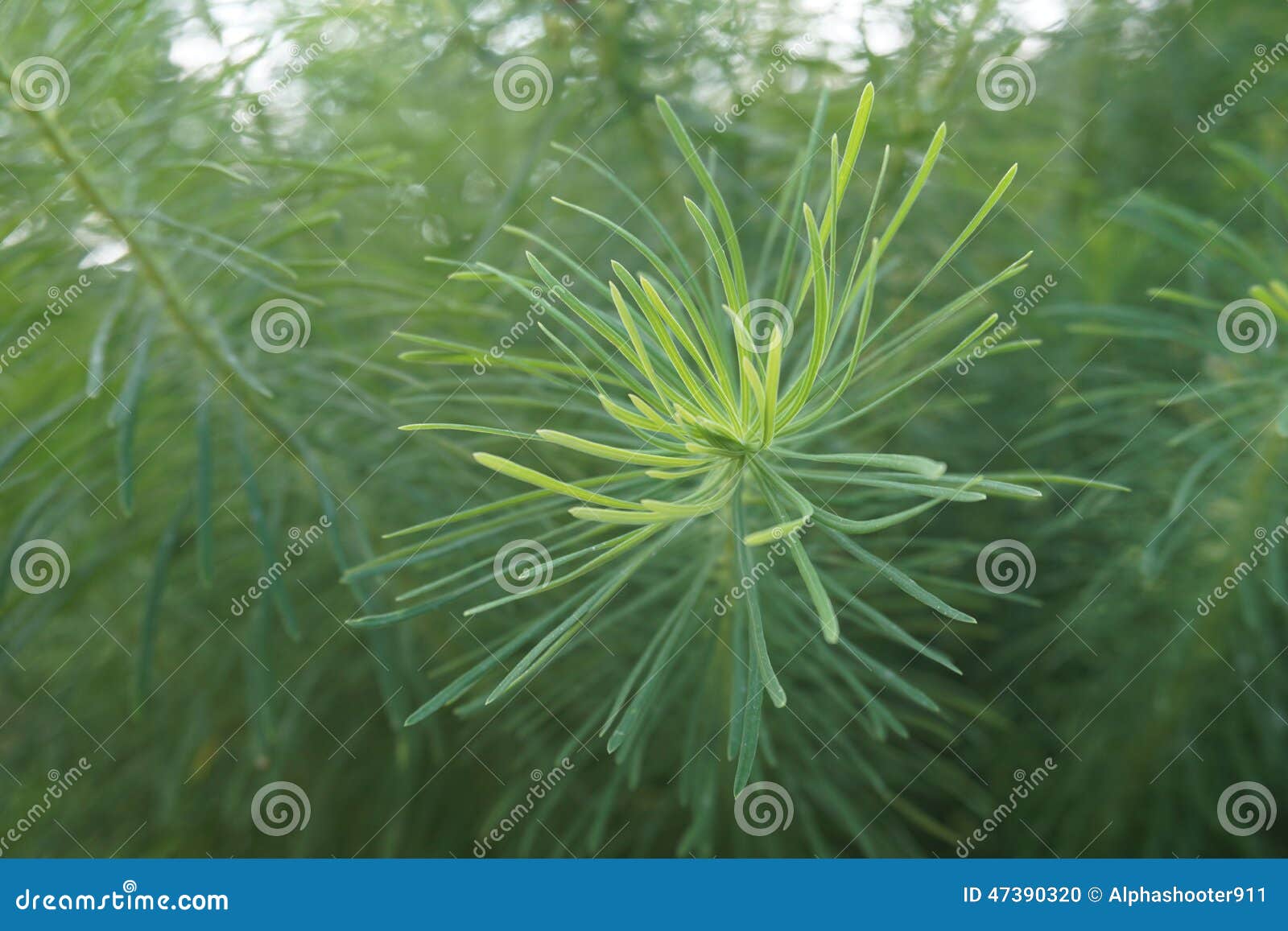 Needle tree stock photo. Image of green, detail, pinetree - 47390320