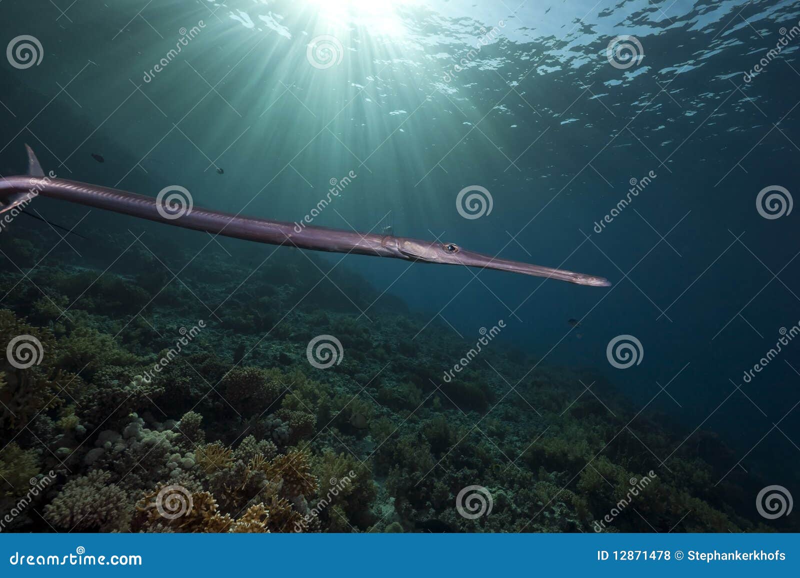 Needlefish and ocean stock photo. Image of africa, movement - 12871478