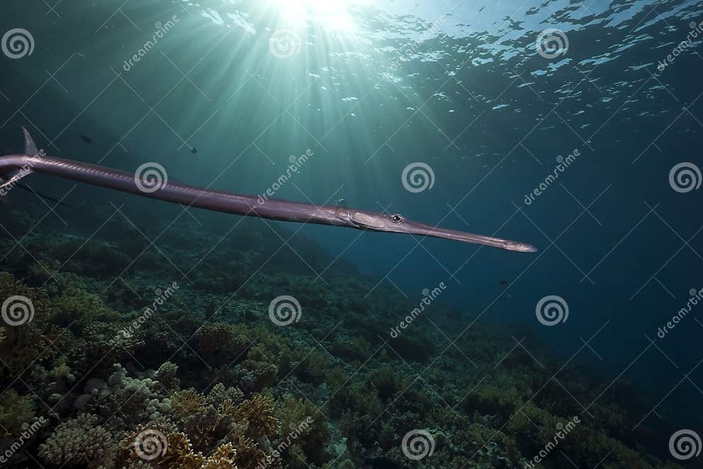 Needlefish and ocean stock photo. Image of africa, movement - 12871478