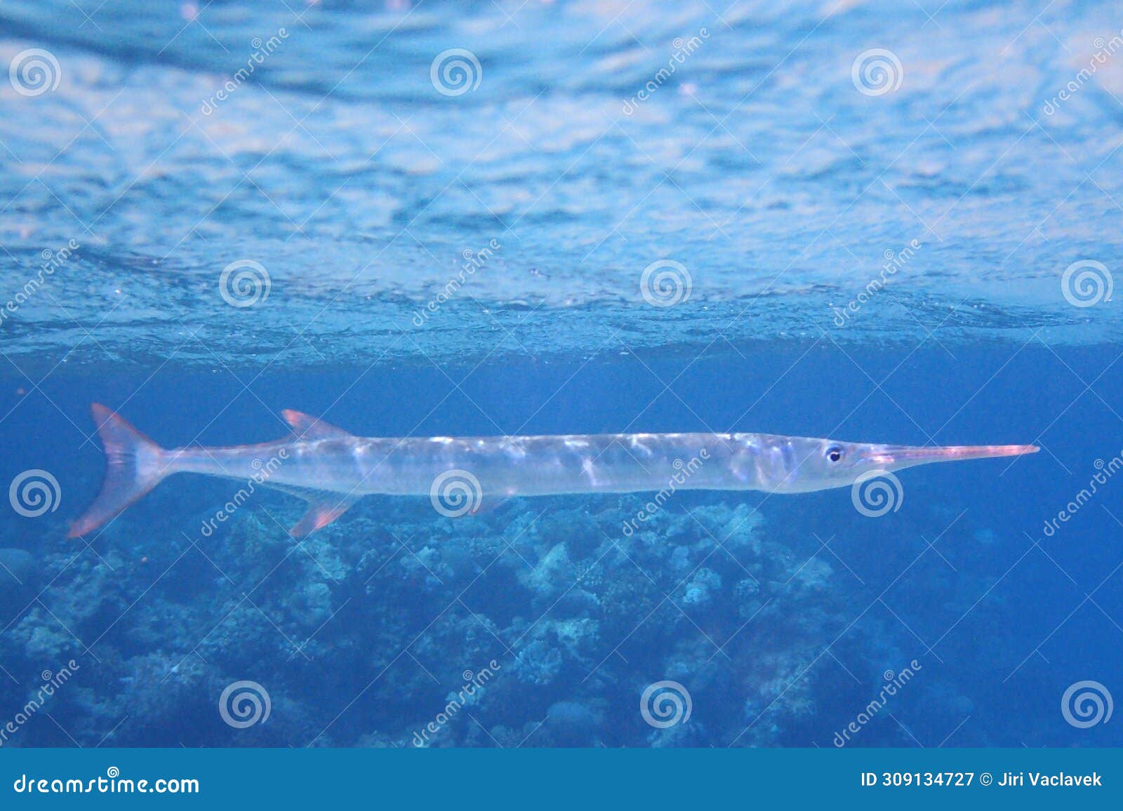 Needlefish in the Red Sea Egypt Stock Image - Image of marine, wildlife ...
