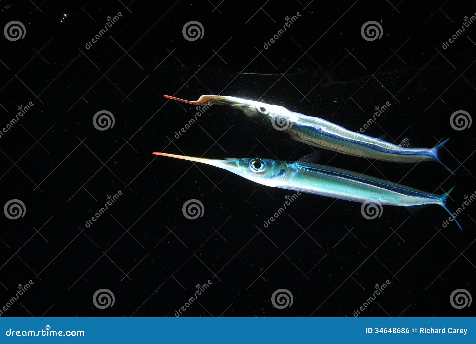 Needlefish stock photo. Image of halfbeak, surface, reef - 34648686