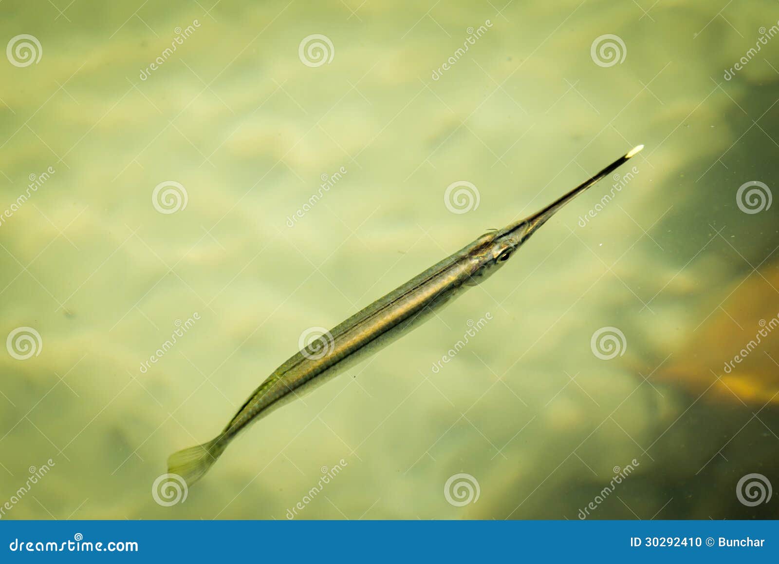Needlefish stock photo. Image of thin, slender, transparent - 30292410
