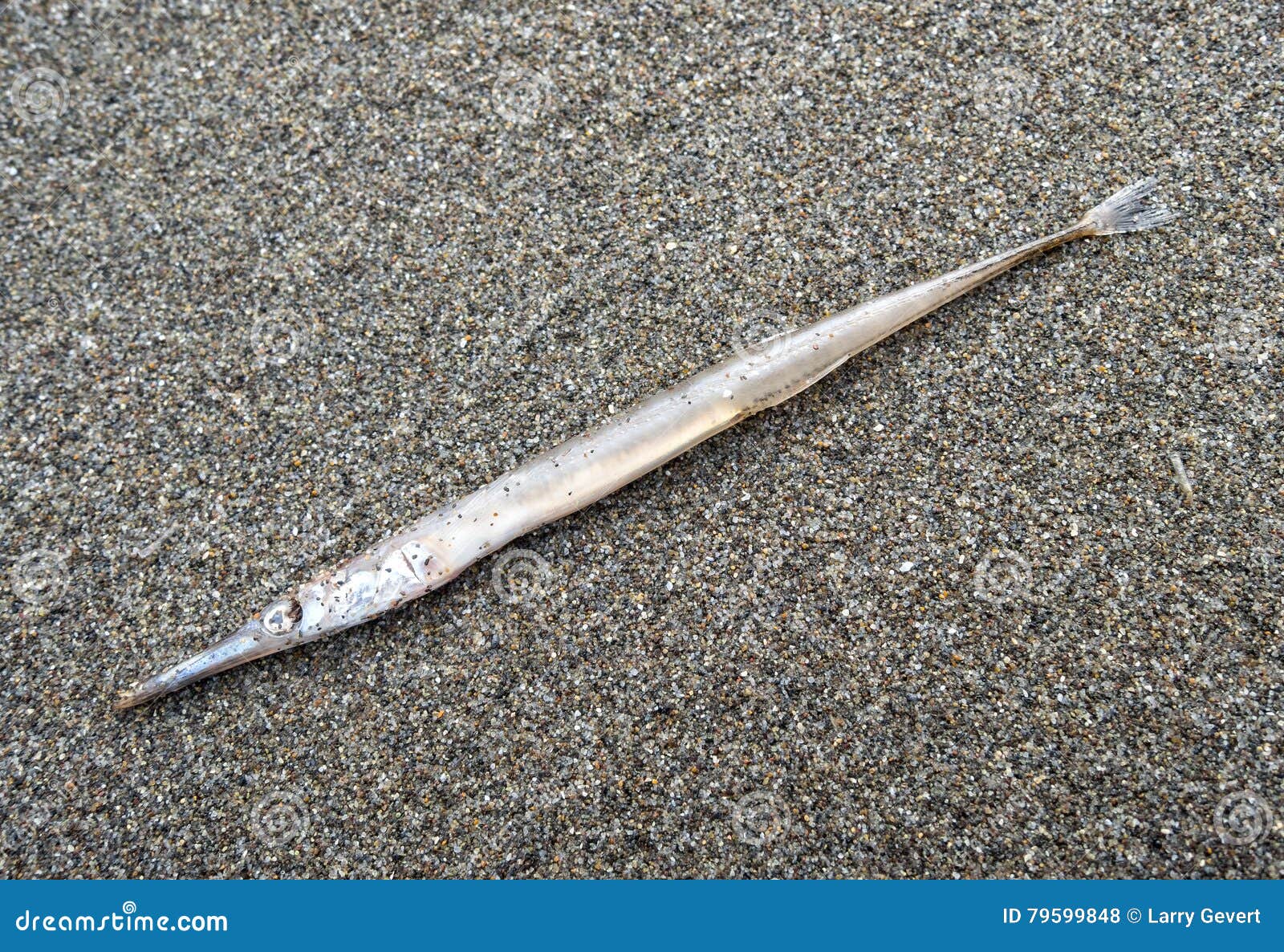 The Head Of The Needlefish Royalty-Free Stock Photo | CartoonDealer.com ...