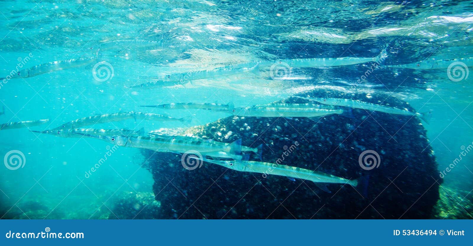 Needlefishes stock photo. Image of exotic, reef, underwater - 53436494