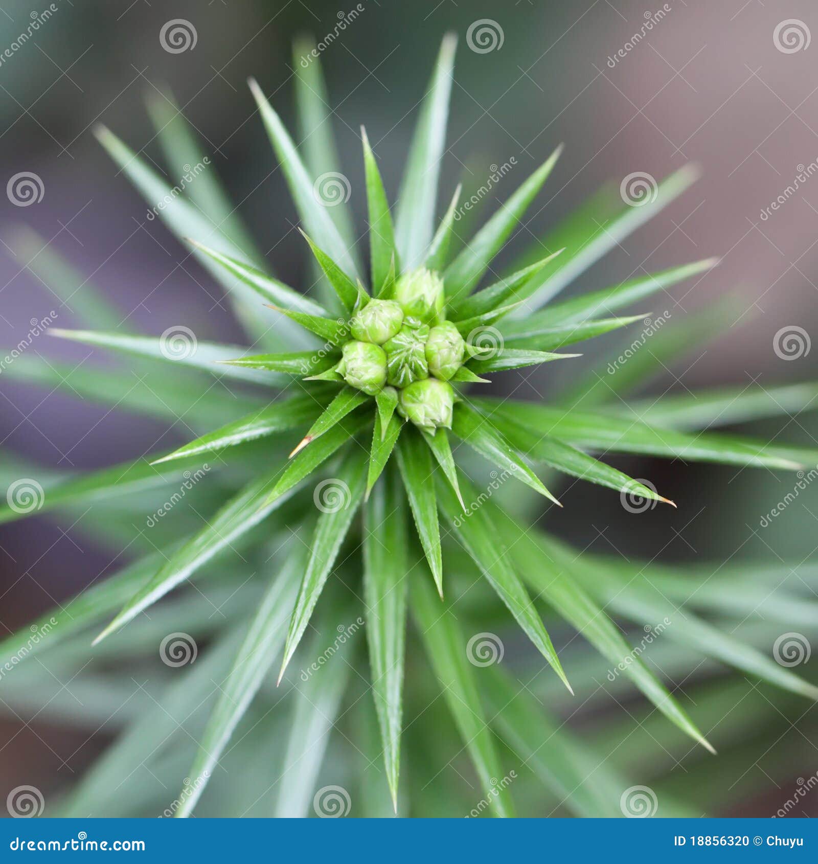 Needlelike leaves of pine stock photo. Image of natural - 18856320