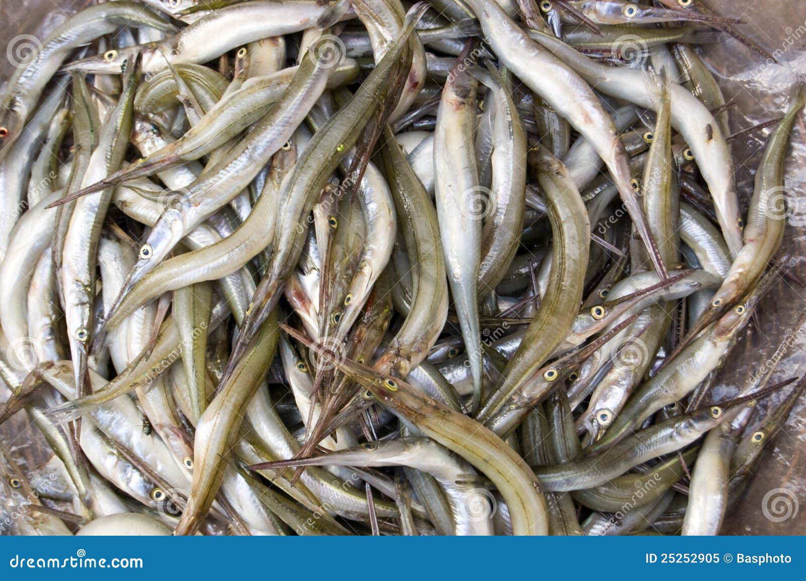 Xenentodon Cancila Freshwater Garfish, Asian Freshwater Needlefishin ...