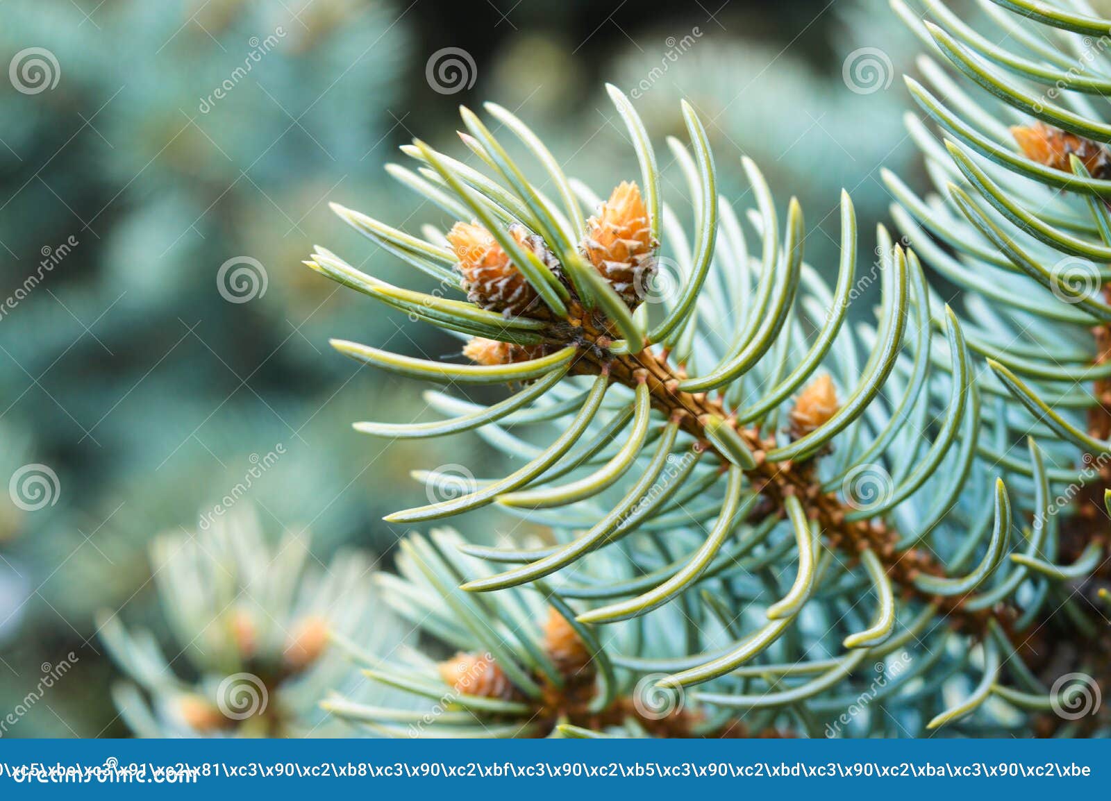 Needles blue spruce stock photo. Image of beautiful, green - 91658944