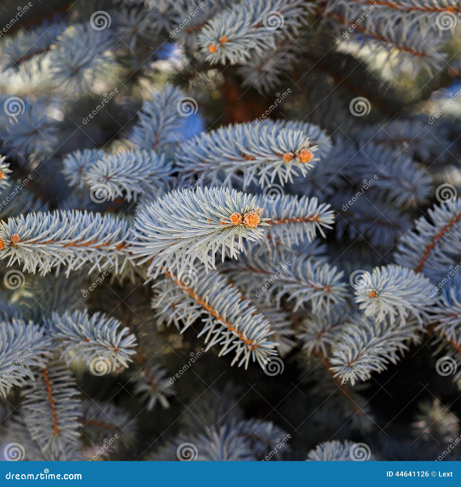 The Needles on the Branches of Blue Spruce in the Garden Stock Photo ...