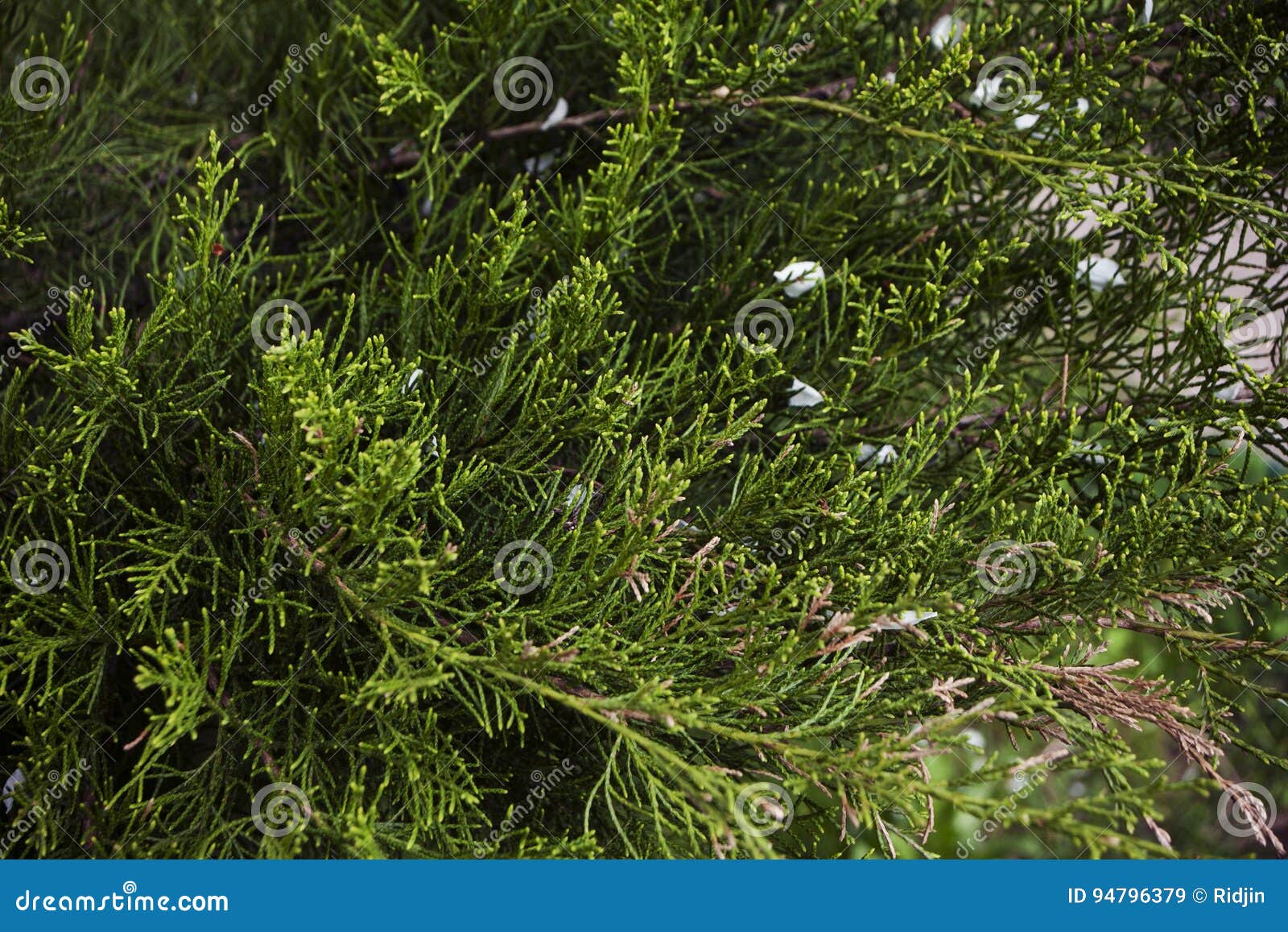 Needles on the Branches of a Juniper Close-up, with White Petals Stock ...