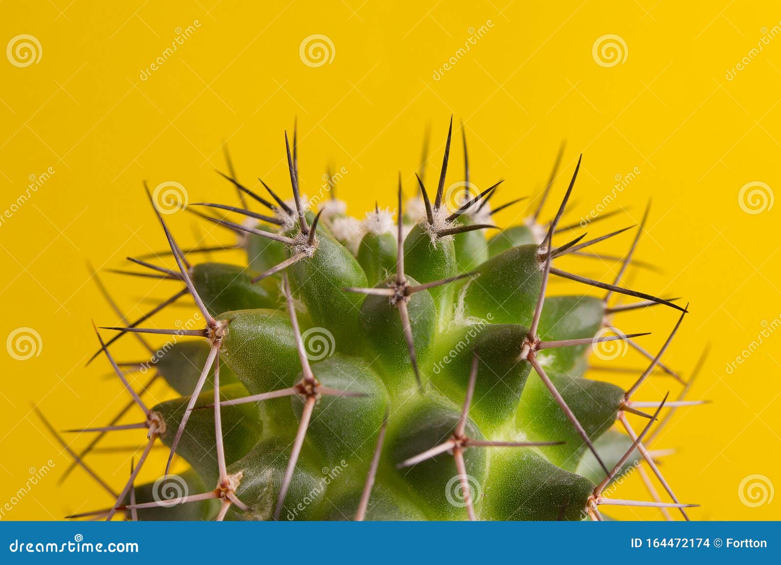 Needles of a Cactus. the Head of a Cactus Stock Photo - Image of ...