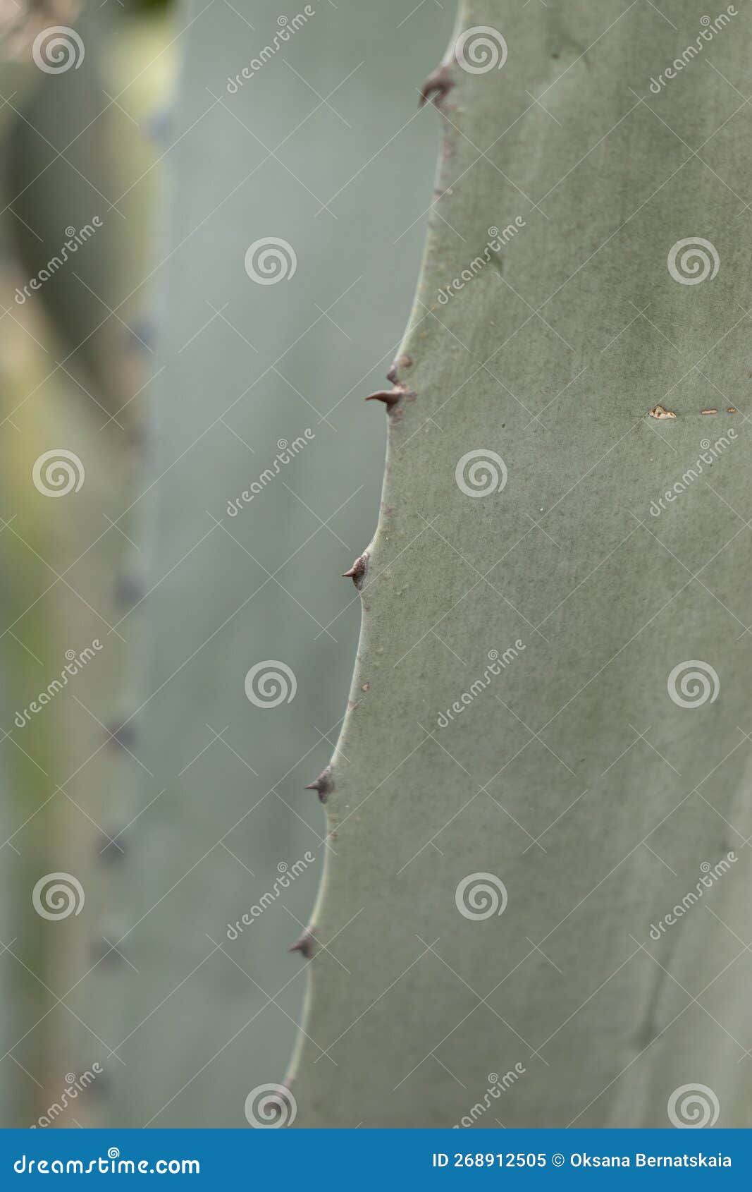 Needles on a cactus leaf stock image. Image of small - 268912505