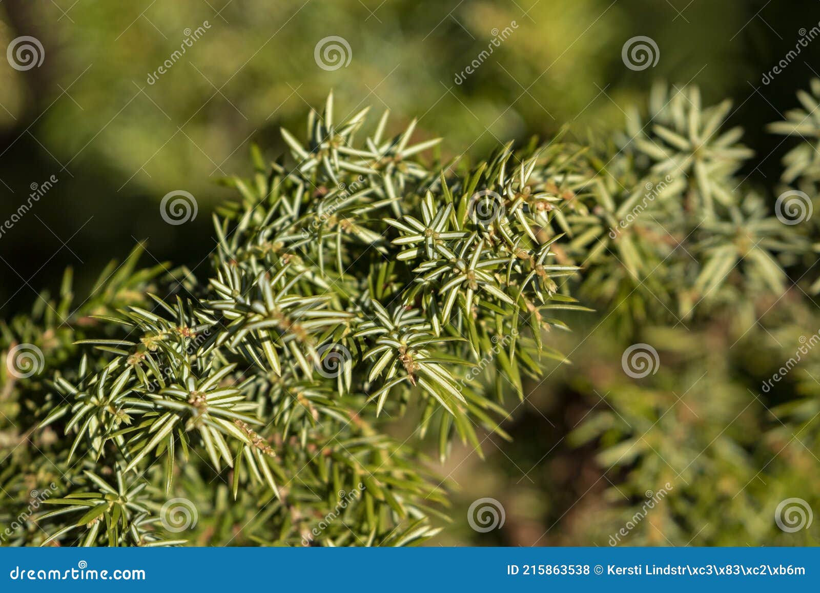 Needles of the Common Juniper, Juniperus Communis Stock Photo - Image ...