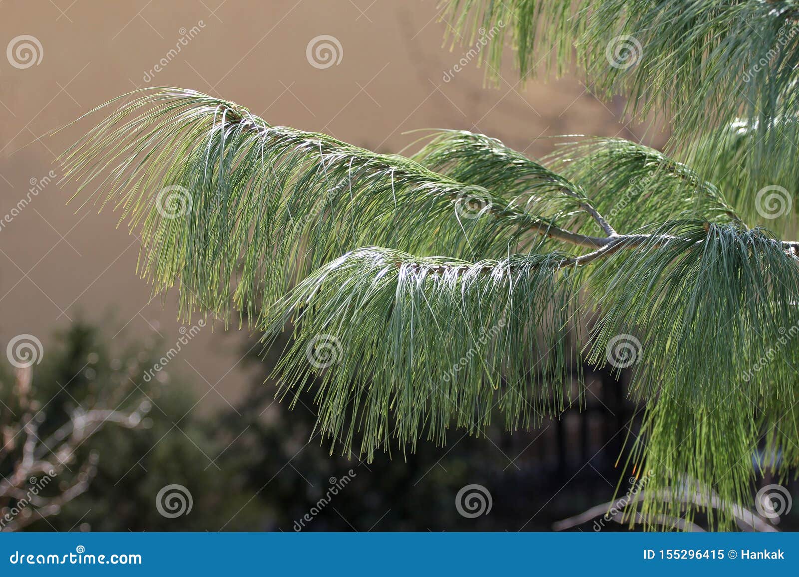 Needles of conifer stock image. Image of plants, trees - 155296415