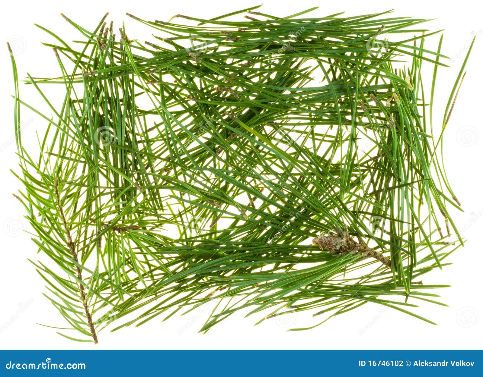 Needles of Coniferous Trees Stock Photo - Image of vibrant, garland ...