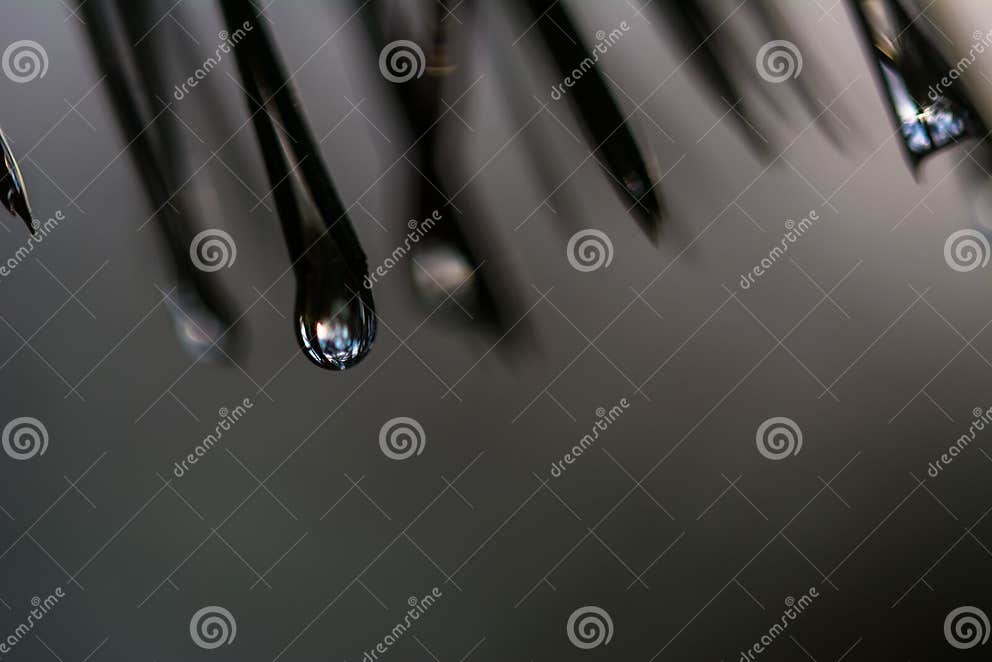 Needles with dew drops stock image. Image of clean, gray - 83495177