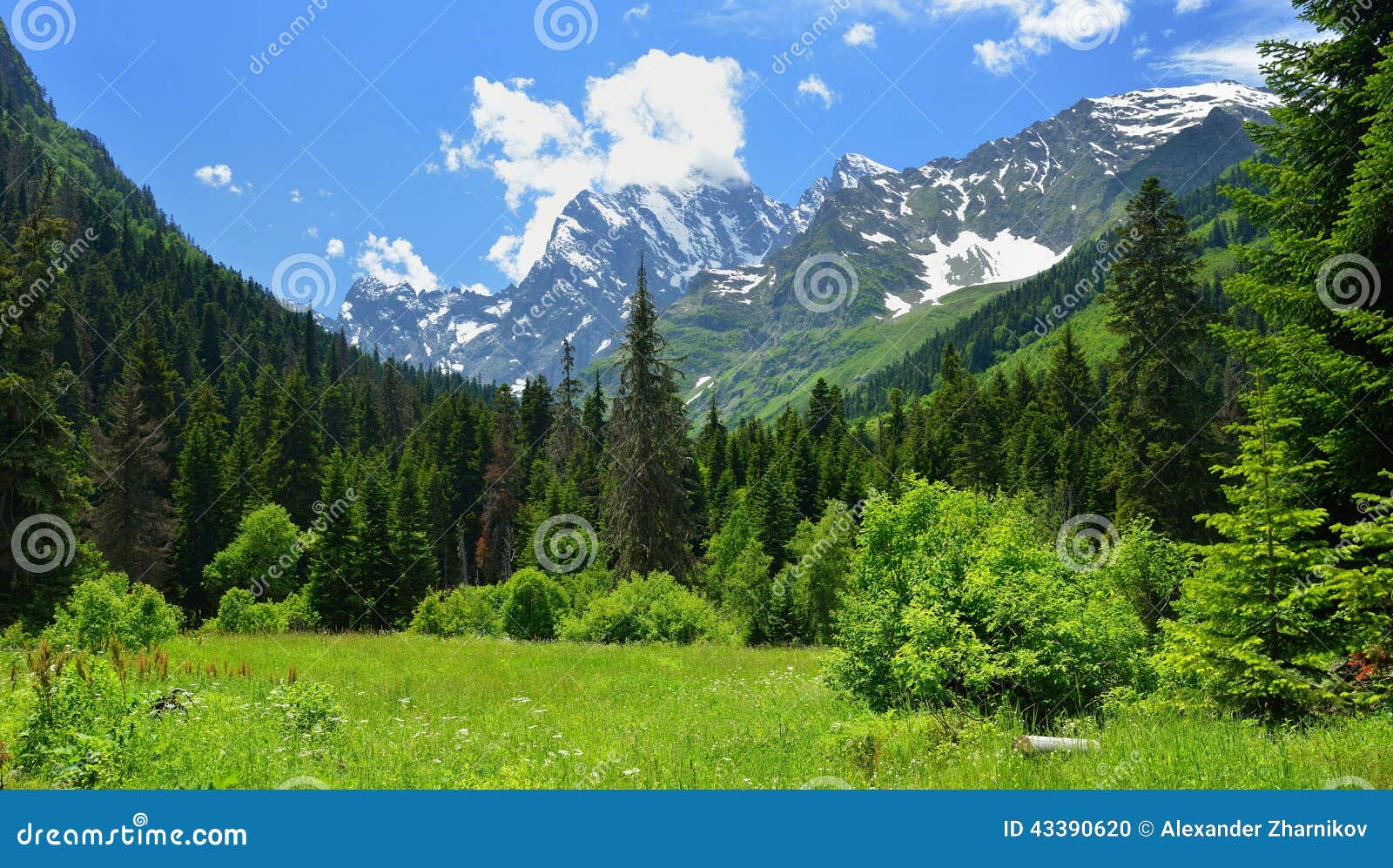 Needles forest stock photo. Image of beautiful, grove - 43390620