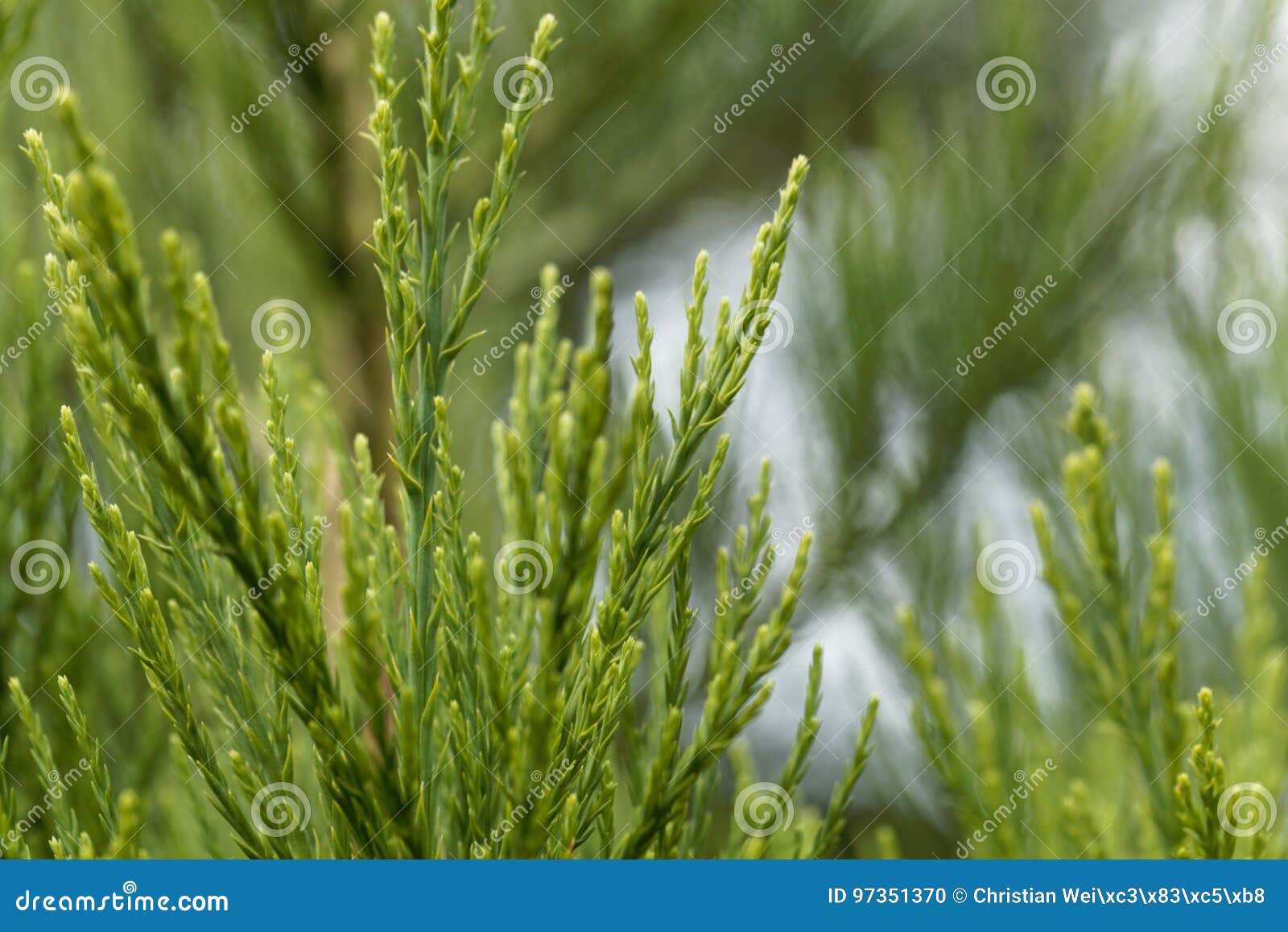 Needles of a giant redwood stock photo. Image of ecology - 97351370