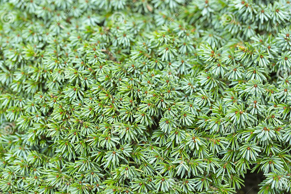 Needles of Juniper Emerald Closeup Background Structure. Branches of ...