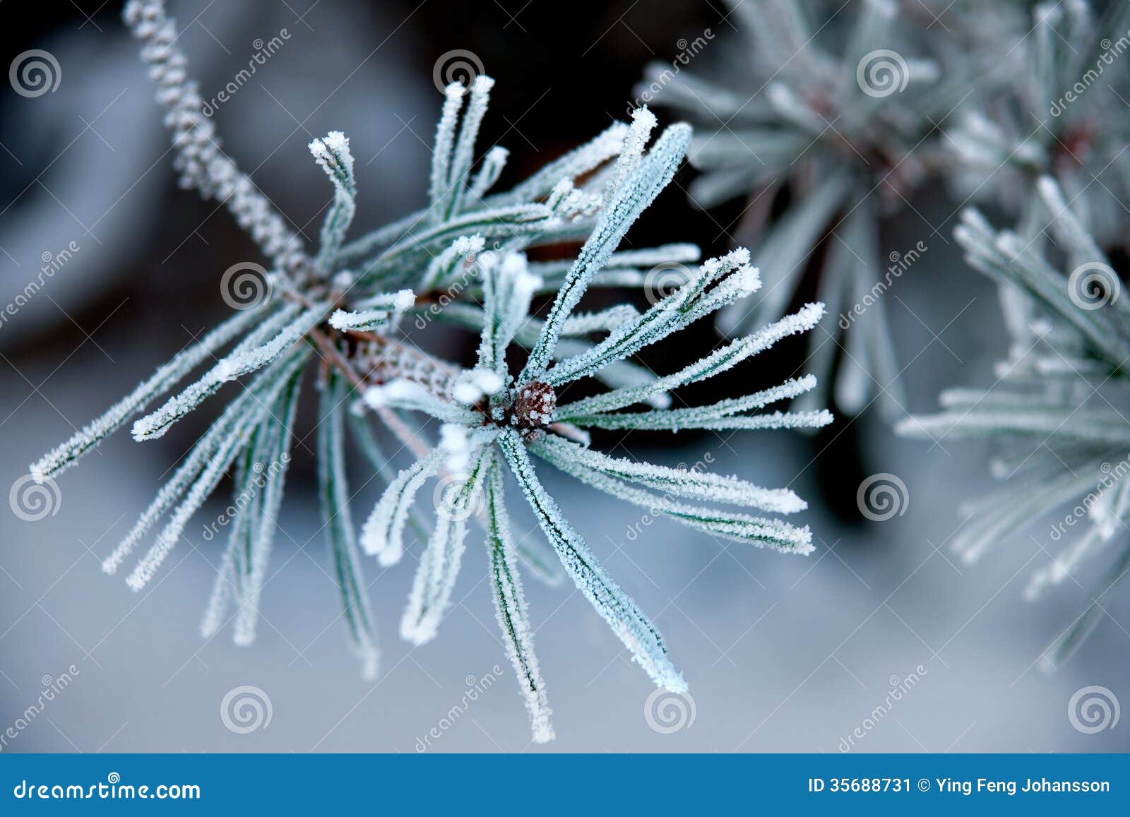 Needles of Pine Tree with Ice Crystals Stock Image - Image of tree ...