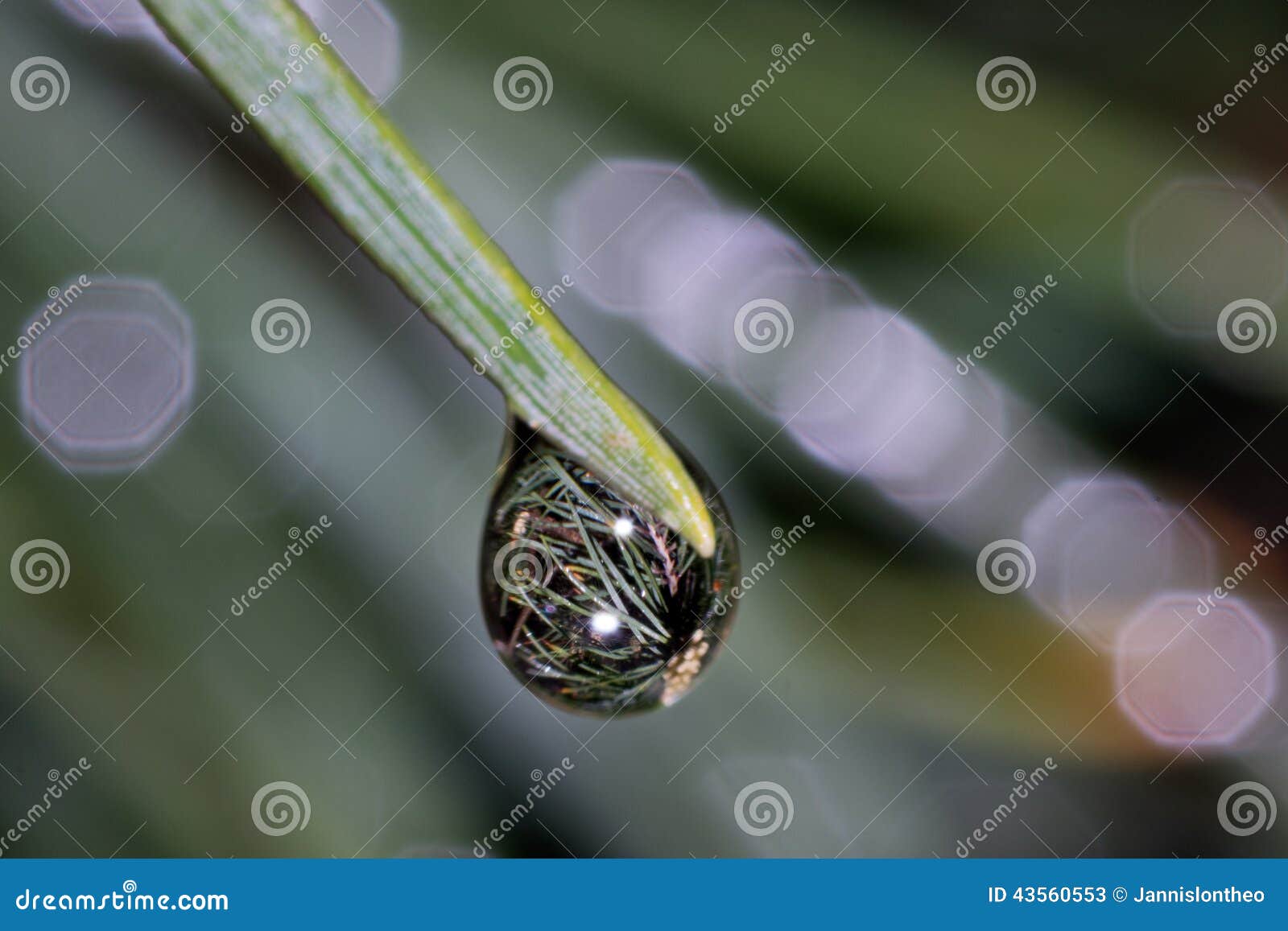 Needles in raindrop stock image. Image of clear, botany - 43560553