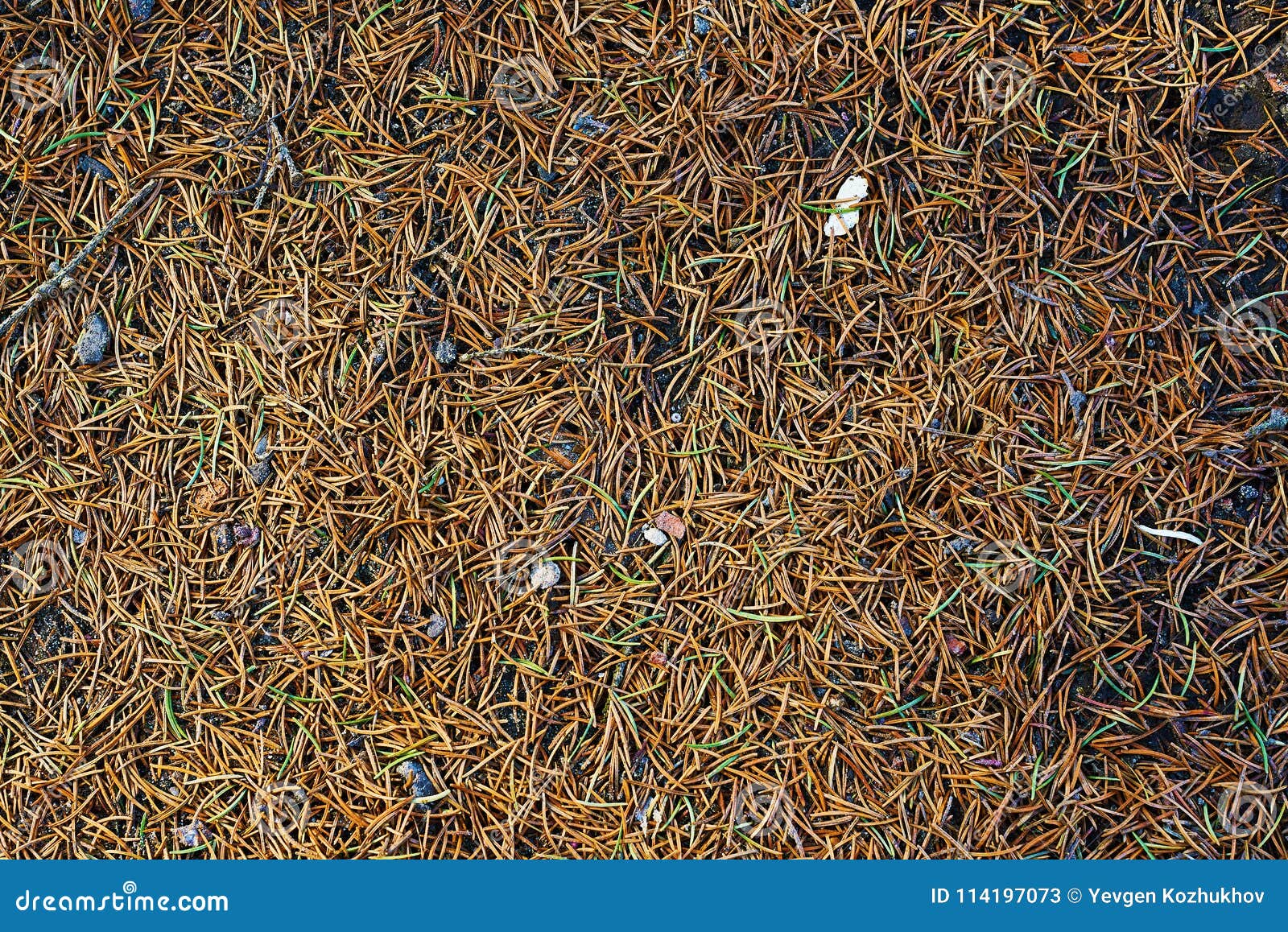 Needles Spruce fall ground stock image. Image of litter - 114197073