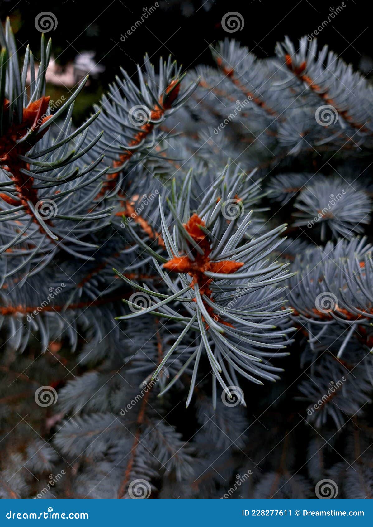 Needles, Trees, Forest, Nature, Freedom Stock Image - Image of needles ...