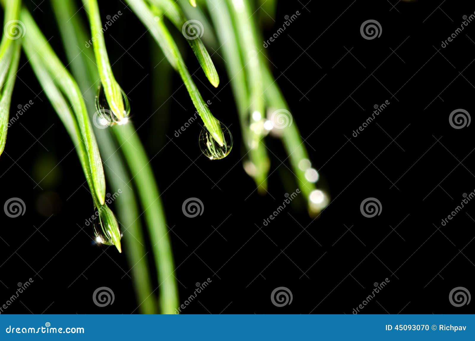 Needls stock photo. Image of graphic, color, brown, background - 45093070