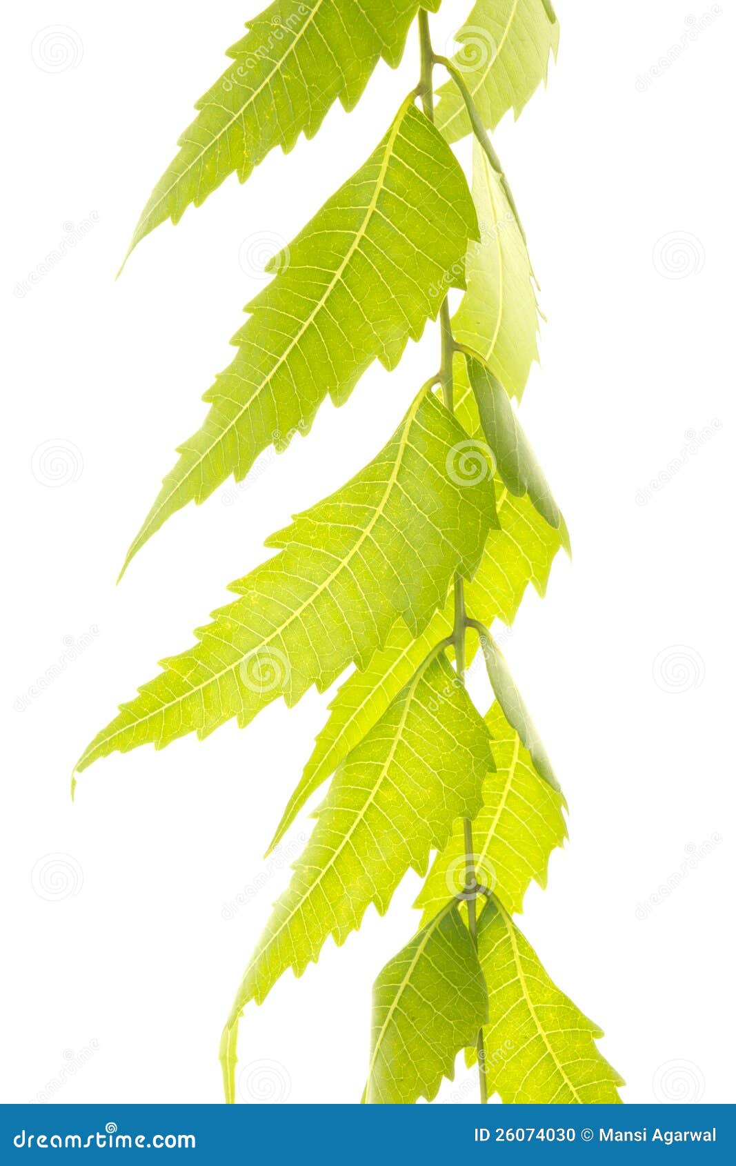 Neem stock photo. Image of bright, pattern, light, leaf - 26074030