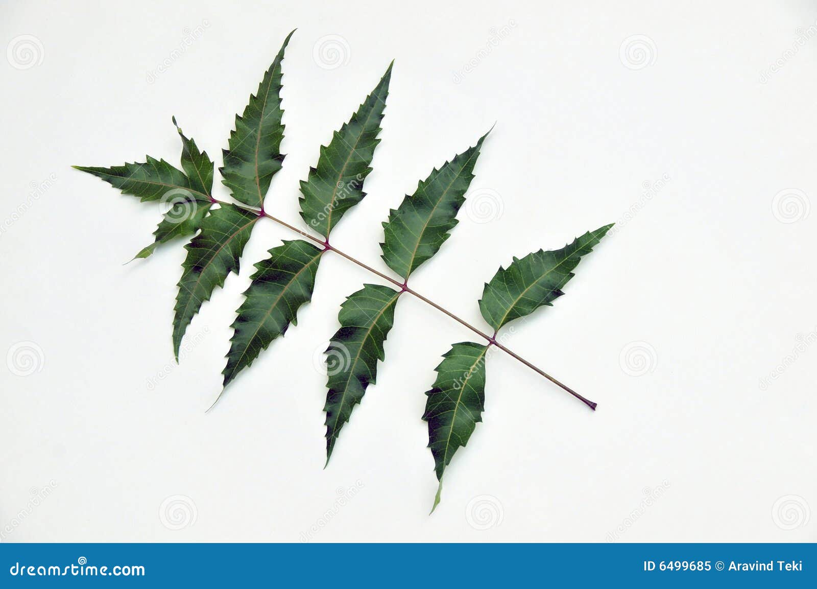 Neem stock image. Image of fresh, medicine, tree, neem - 6499685