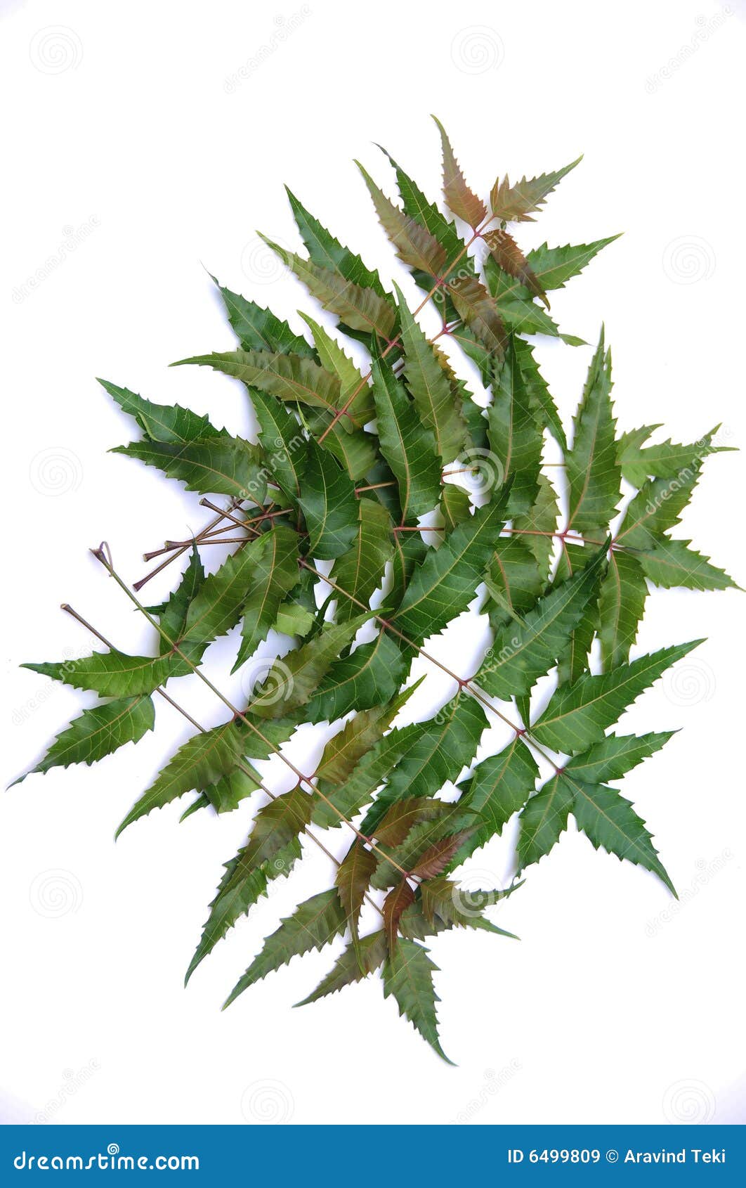 Neem stock image. Image of tree, fresh, properties, leaves - 6499809