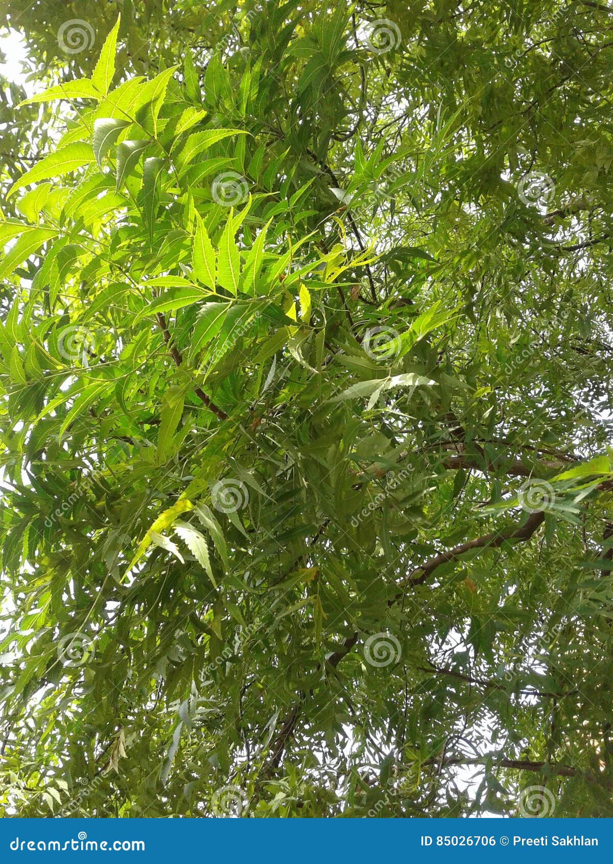 Neem stock photo. Image of tree, neem, real, miracle - 85026706