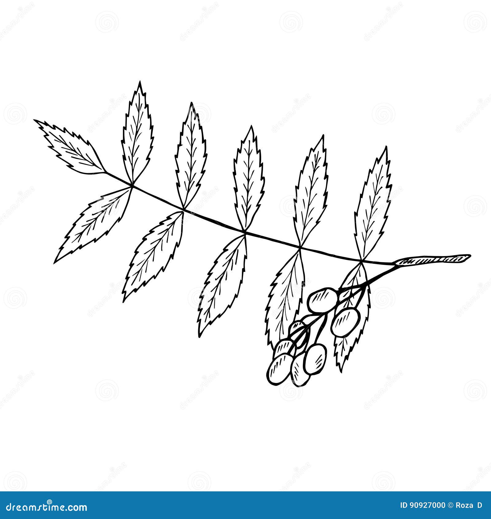 Neem illustration de vecteur. Illustration du santé, fleur - 90927000
