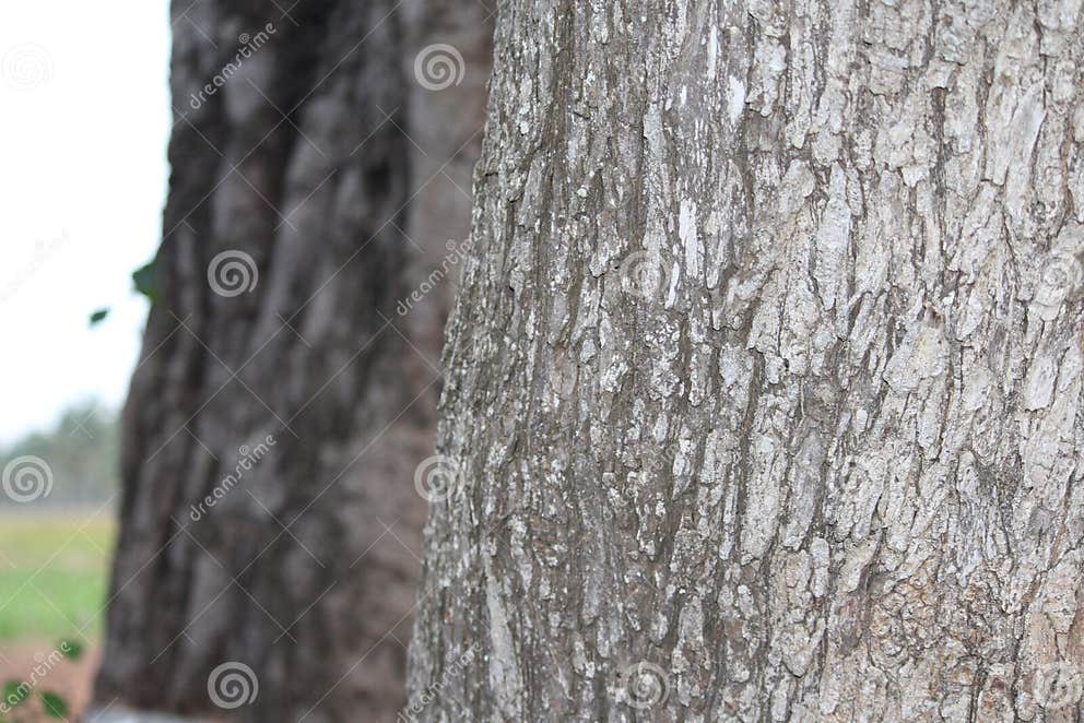 Neem bark of outer layer stock photo. Image of layer - 168857868