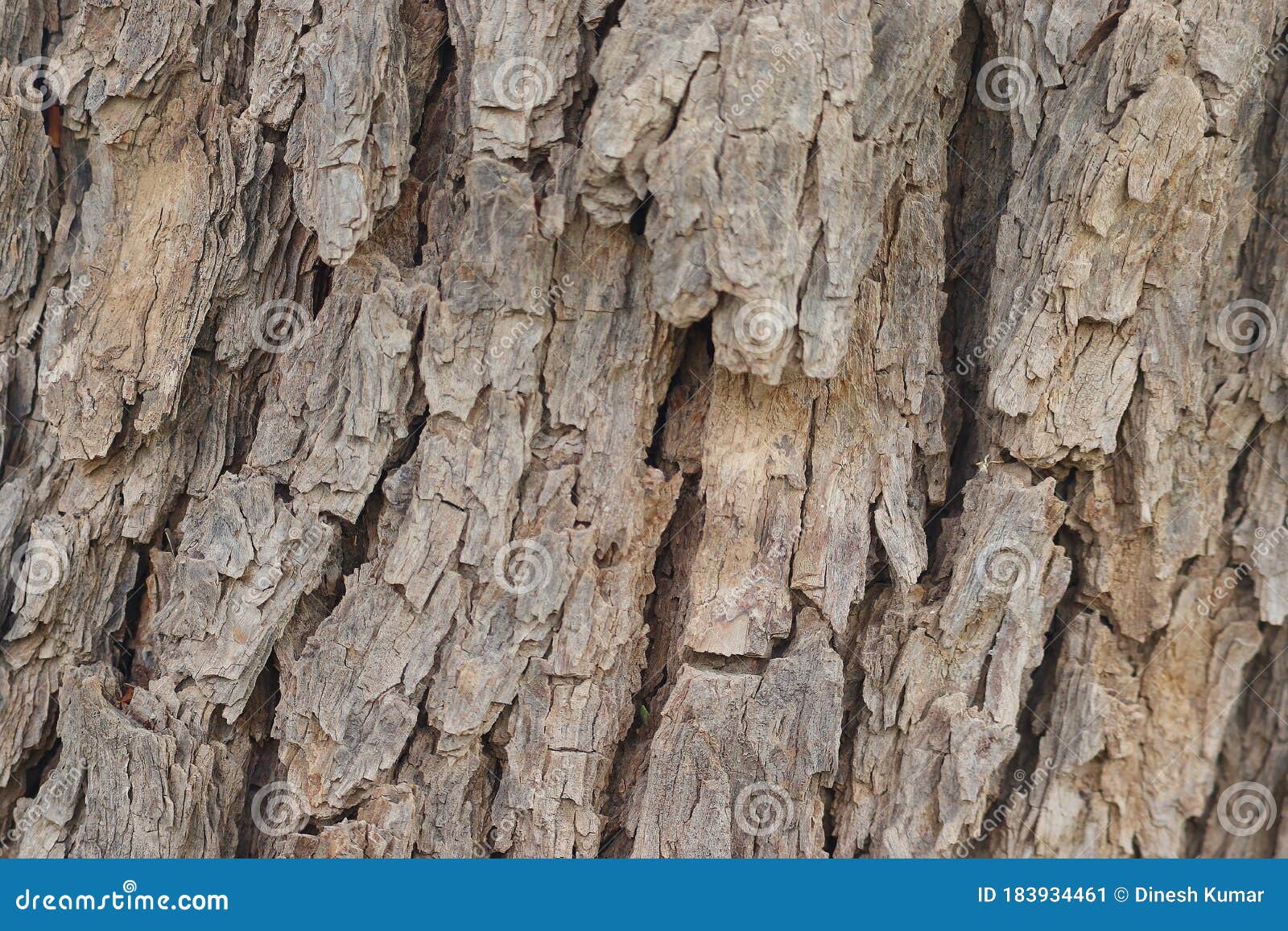 Neem Bark Texture and Background Stock Image - Image of forest, bark ...