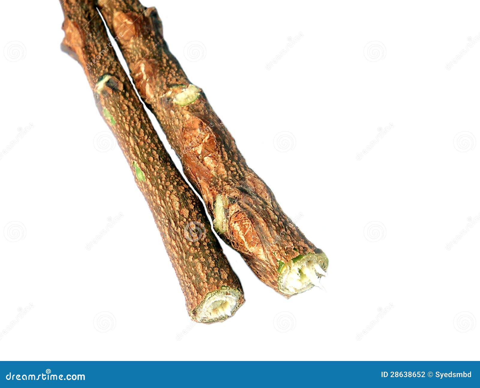 Neem Branch stock photo. Image of medicinal, branch, diet - 28638652
