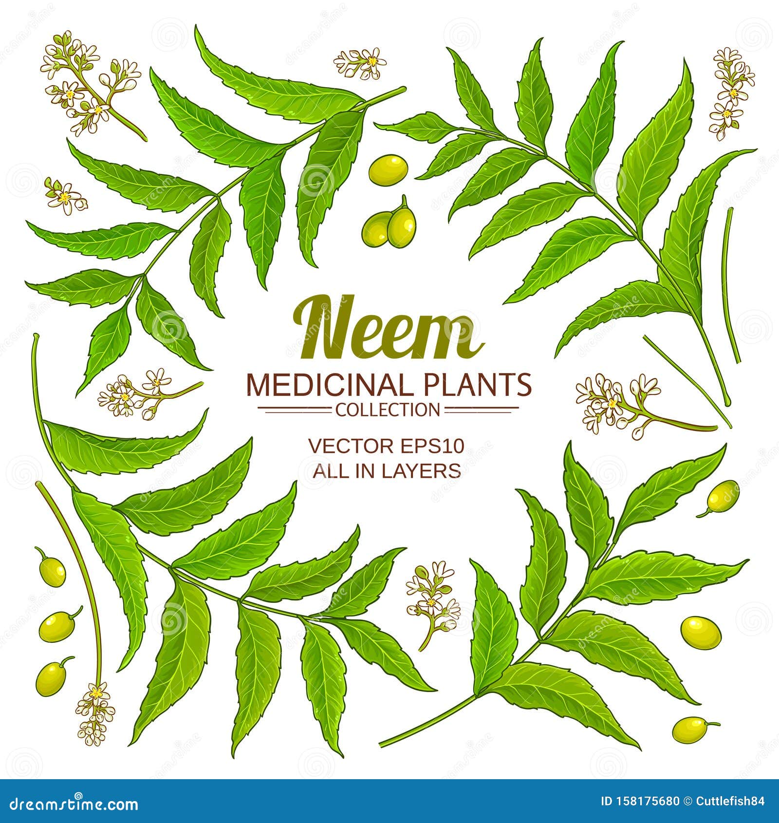 Neem Isolated Plant Cartoon Vector | CartoonDealer.com #230541219
