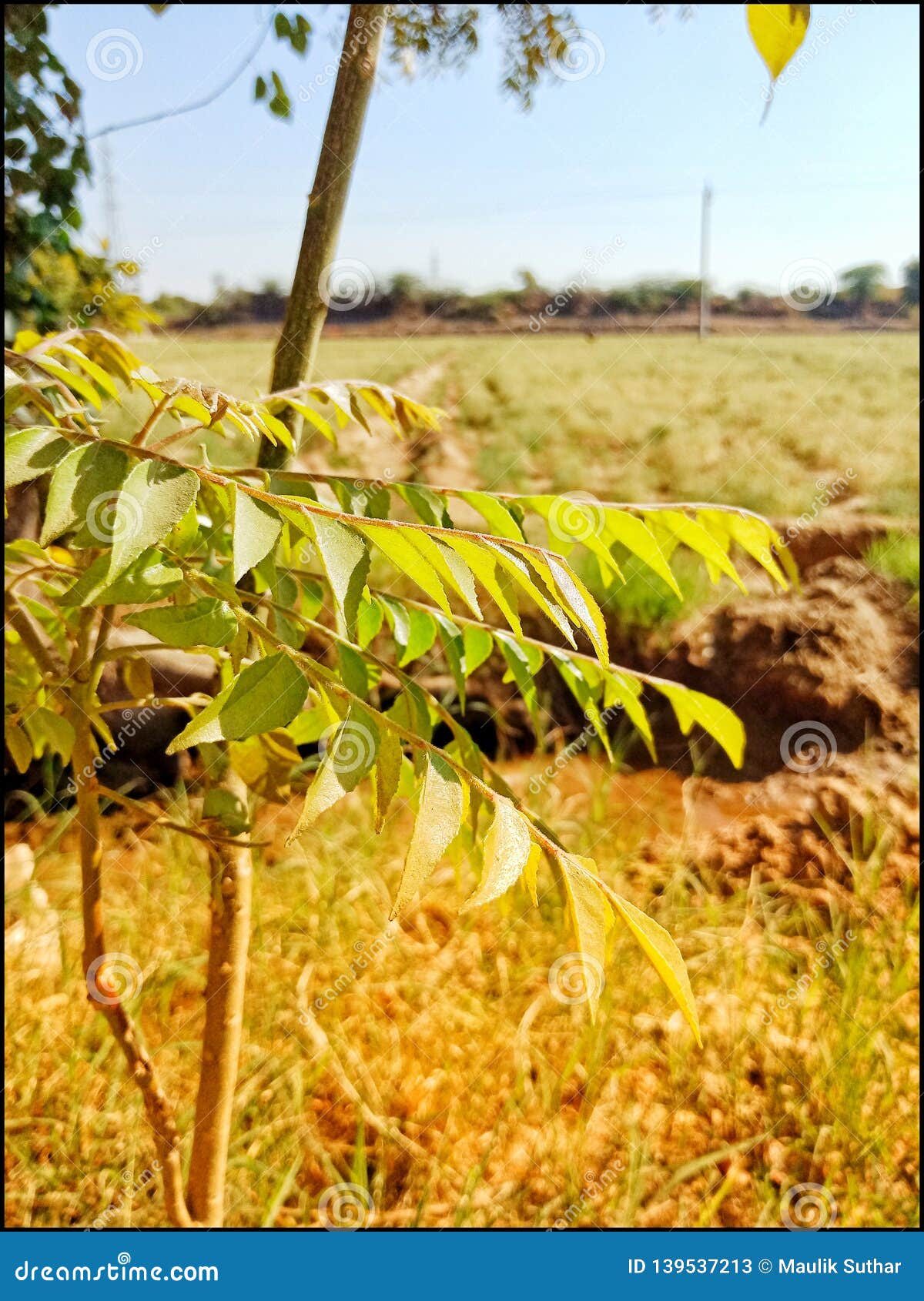 Neem stock image. Image of farm, neem, nature, animal - 139537213