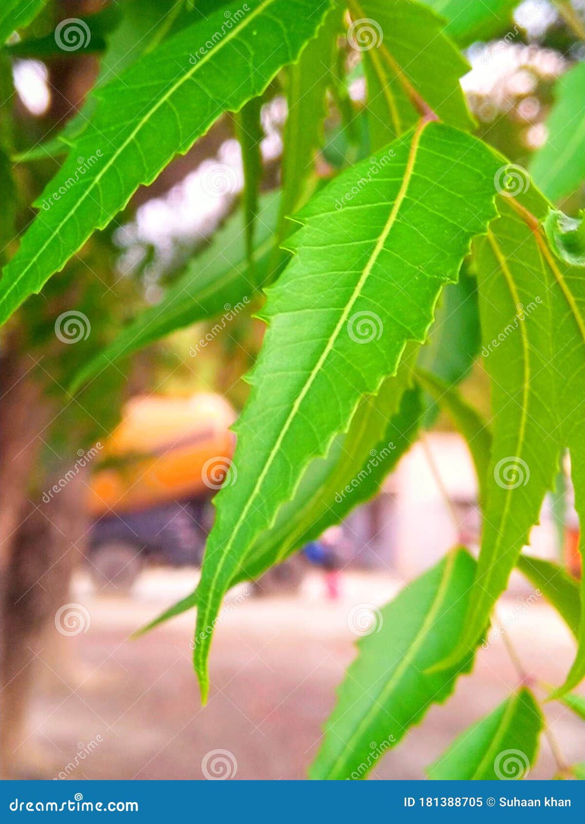 Neem Green Leaf stock image. Image of quality, amazing - 181388705