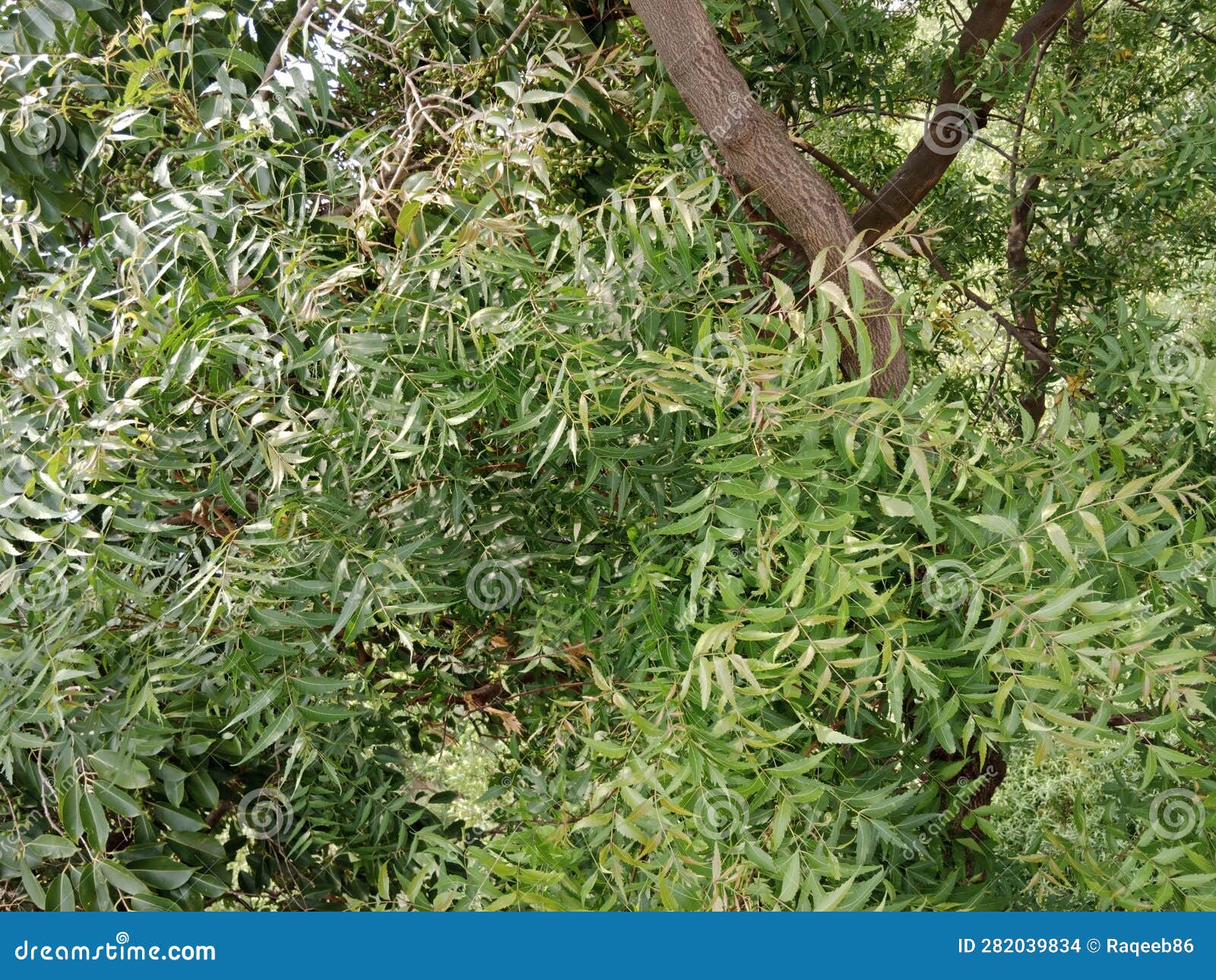 Neem green leaves stock photo. Image of tree, beautiful - 282039834
