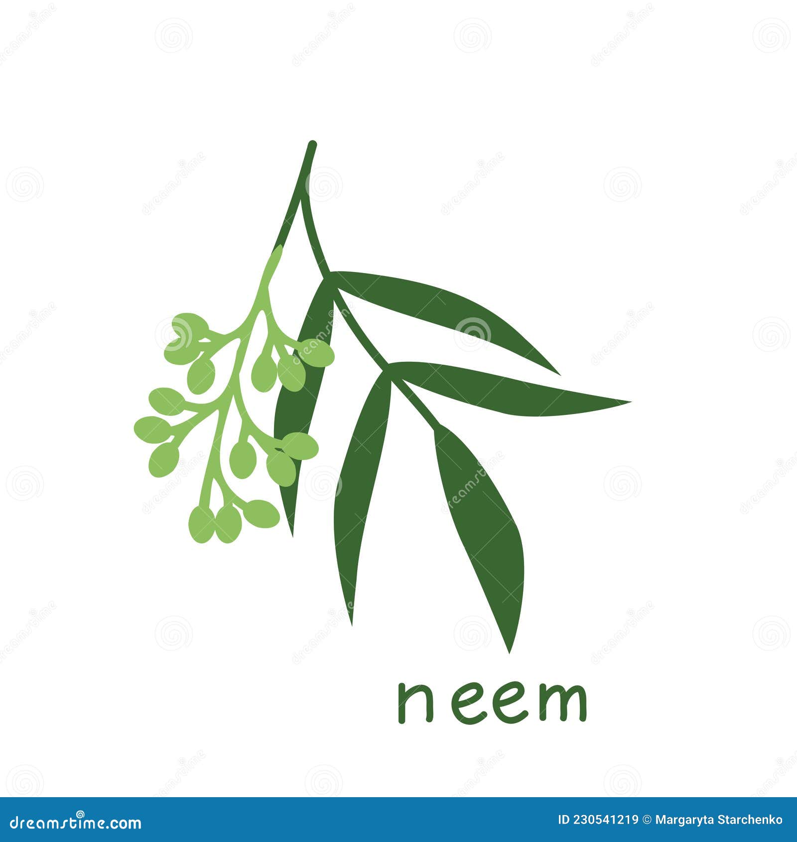 Neem isolated plant stock vector. Illustration of sign - 230541219