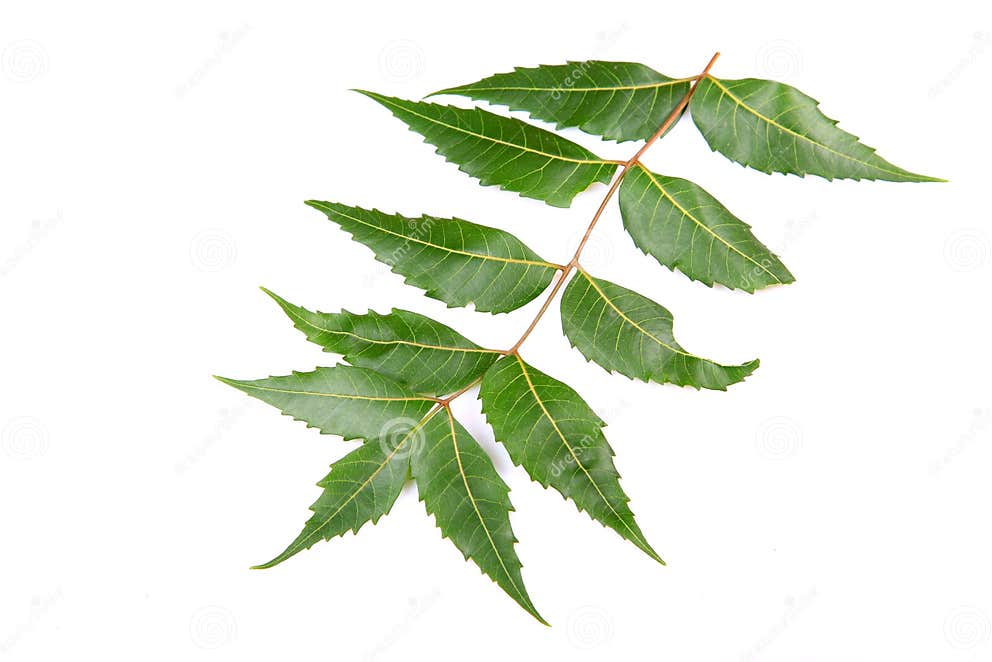 Neem leaf stock photo. Image of indian, background, india - 15526762