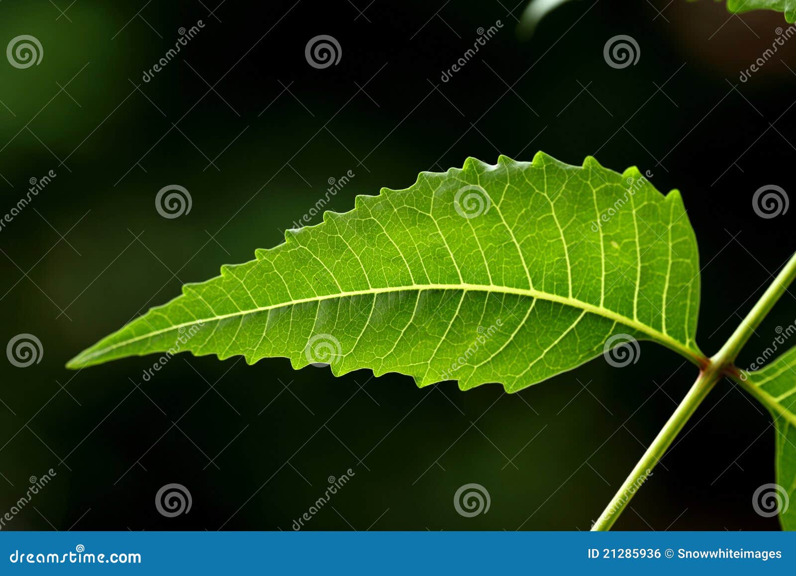 Azadirachta Indica, Commonly Known As Neem, Nimtree Or Indian Lilac ...