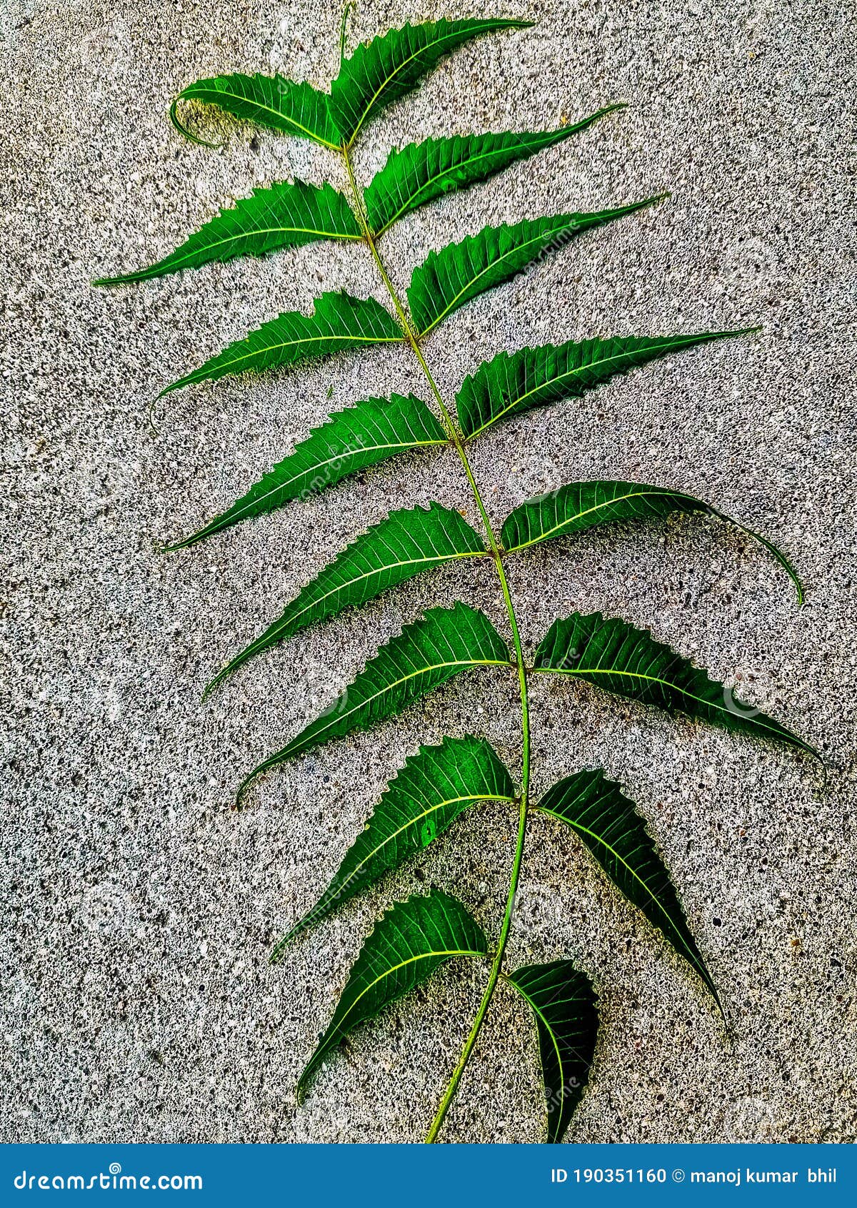 Neem Leaf Background Texture Stock Photo - Image of leaf, neem: 190351160
