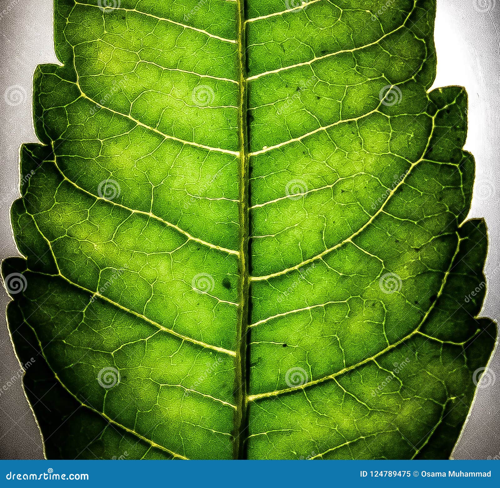 Neem leaf. stock image. Image of detail, natural, neem - 124789475