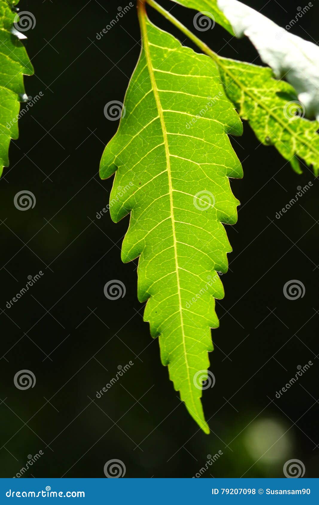 Single Neem Leaf