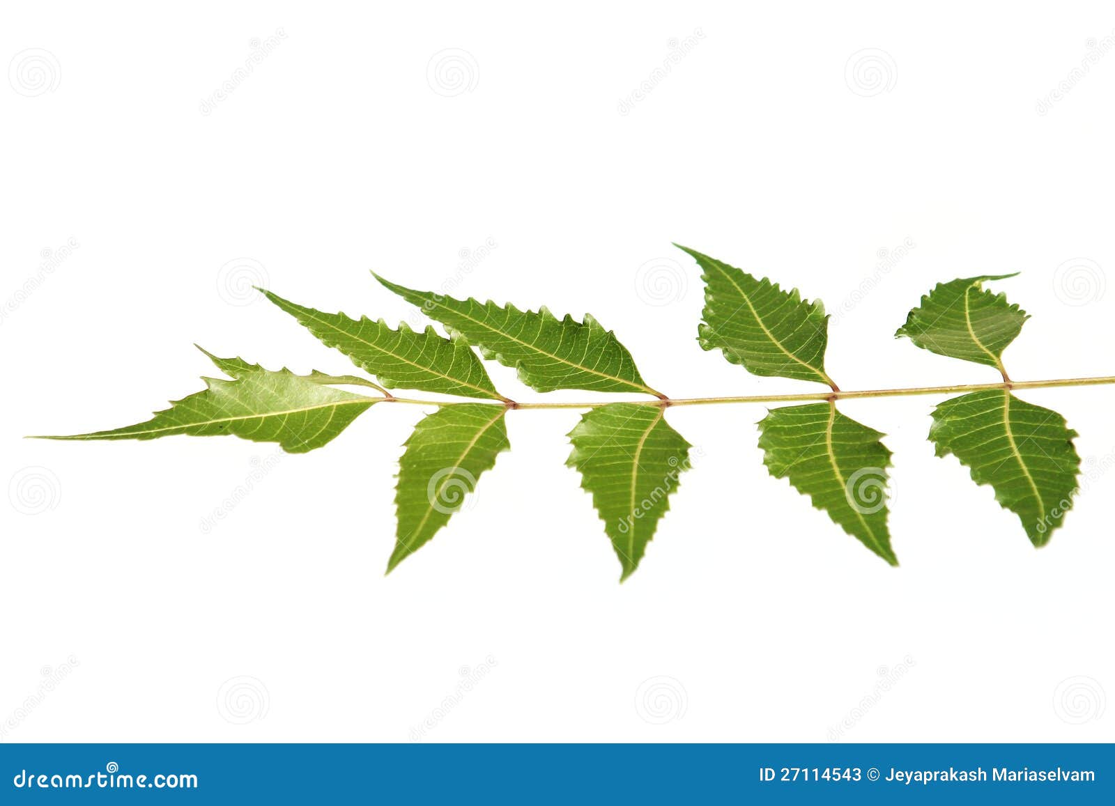 Neem leaf isolated stock image. Image of isolated, herbal - 27114543