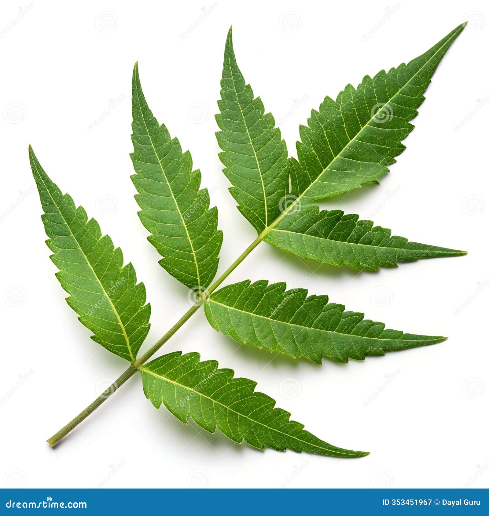 Neem Leaf Isolated on White Background Stock Illustration ...