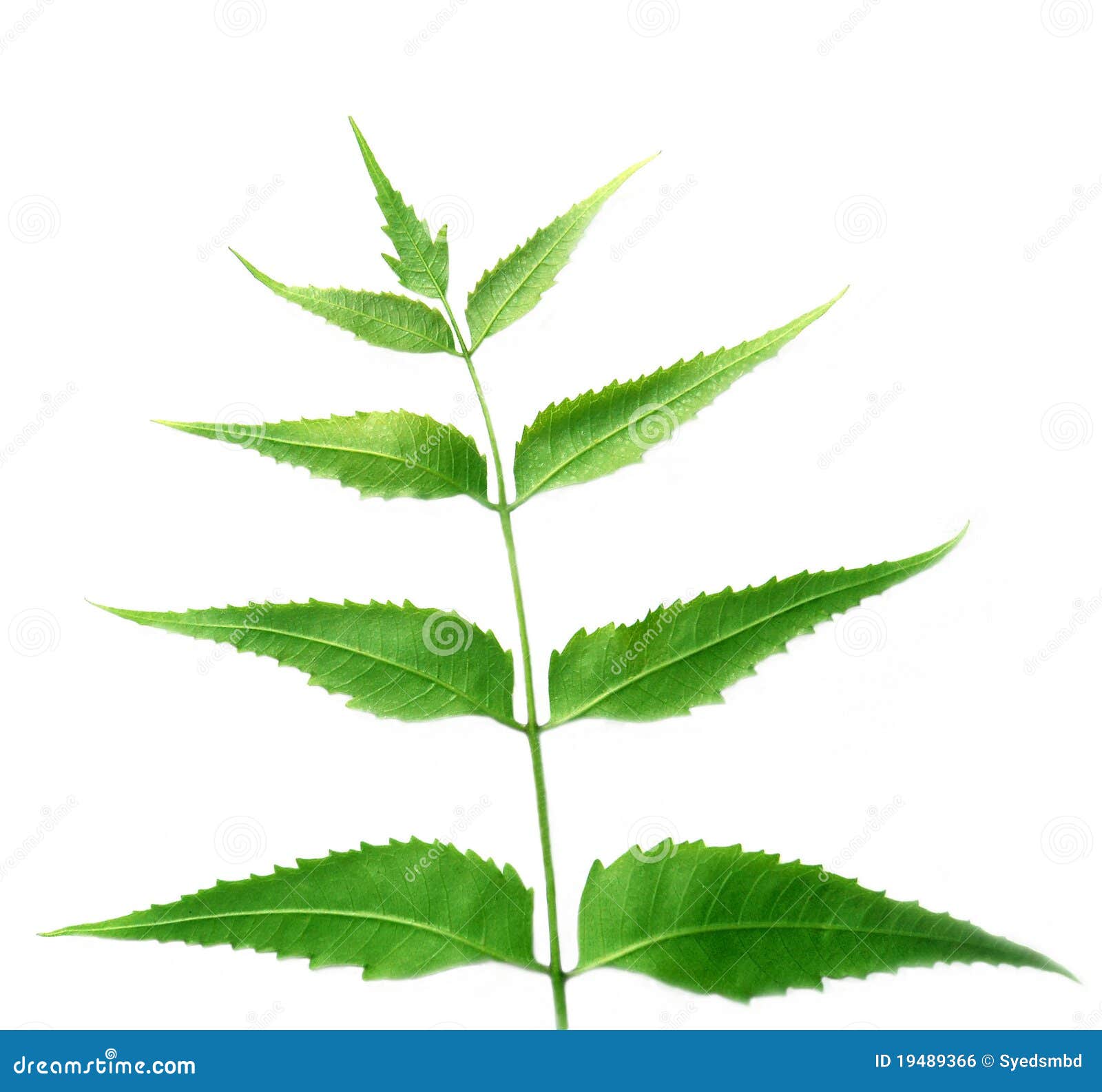 Neem leaves stock photo. Image of diet, leaves, texture - 19489366
