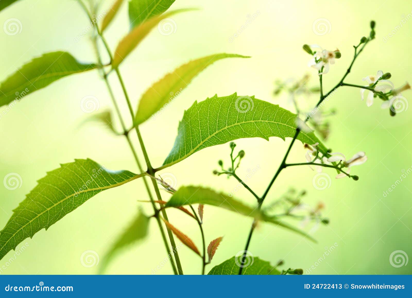 Neem leaves stock image. Image of tree, agriculture, indica - 24722413