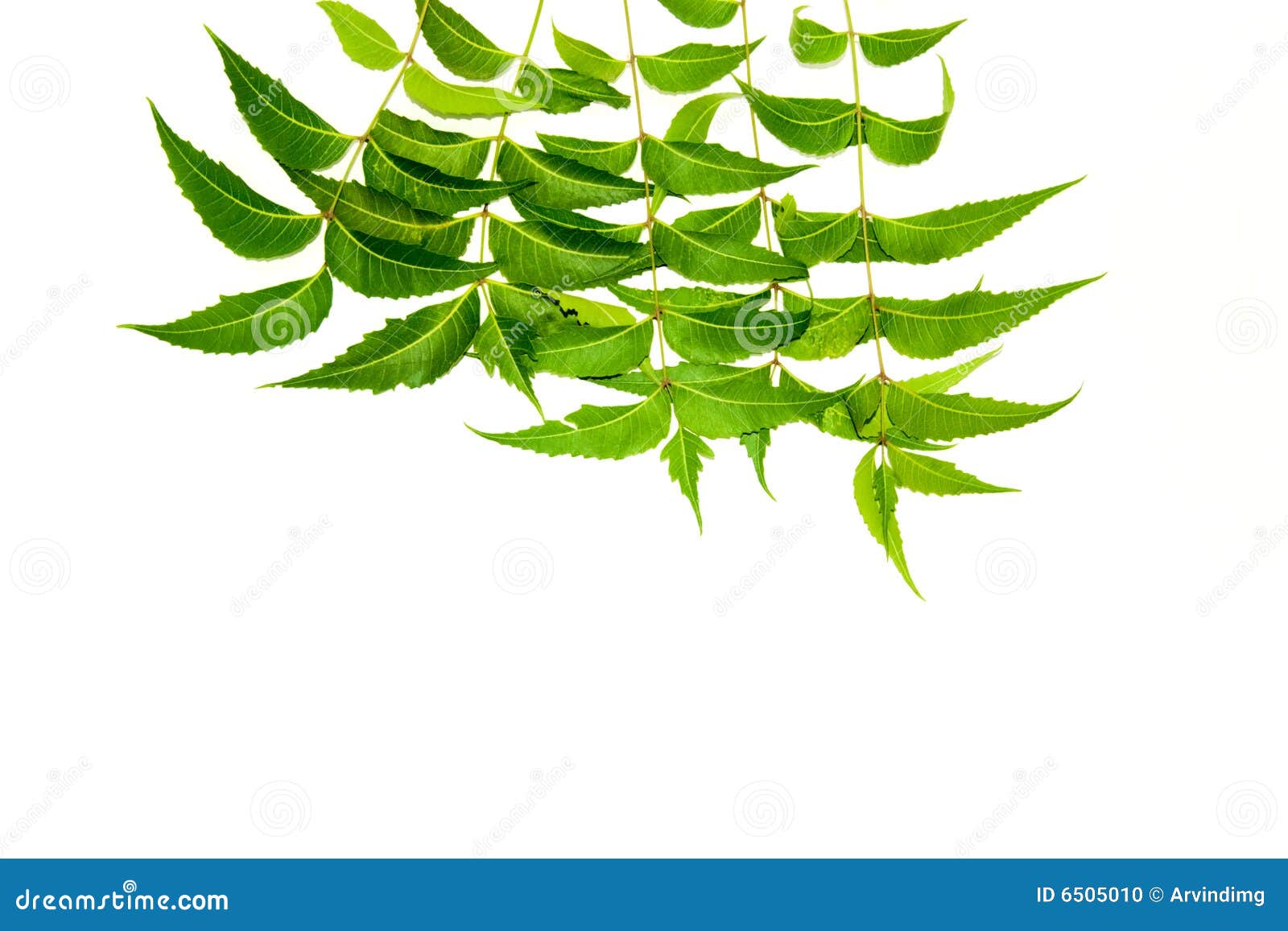 Neem Leaves stock photo. Image of midicine, roots, horizontal - 6505010